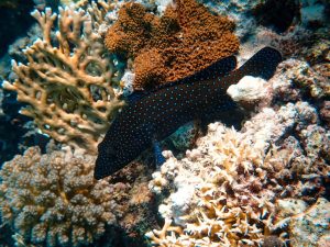 25 Best Snorkeling & Diving Spots in Fort Myers